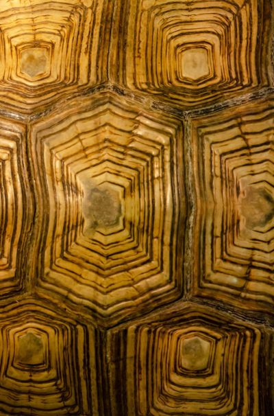 Home | Oshki Beginnings